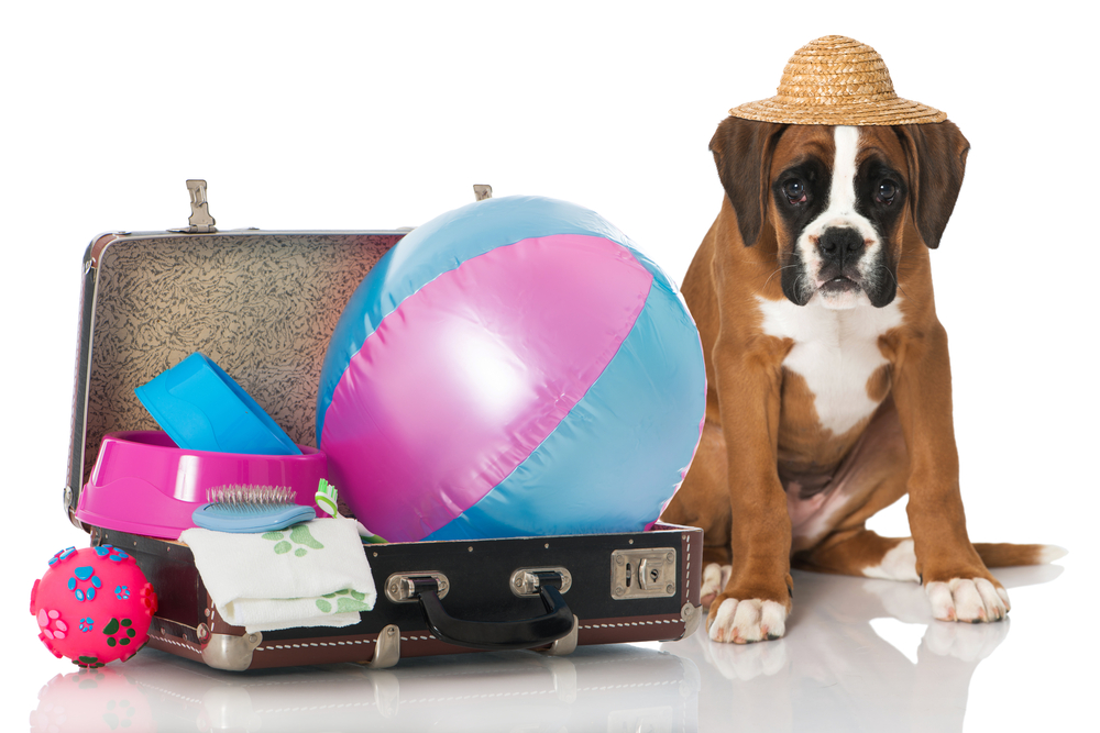 Pet Boarding: The Checklist for Your Pets Vacation | Holiday Barn
