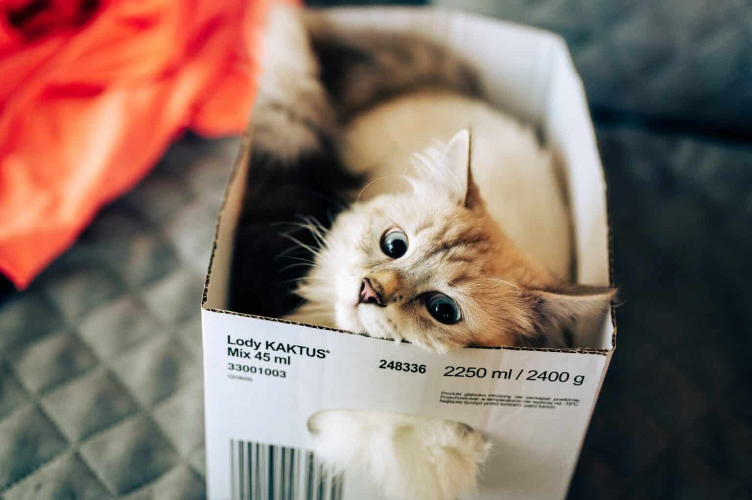 6 Reasons Why Cats Love Boxes So Much | Holiday Barn