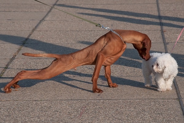 Social Distancing And Our Dogs – Part 2 | Holiday Barn Pet Resorts