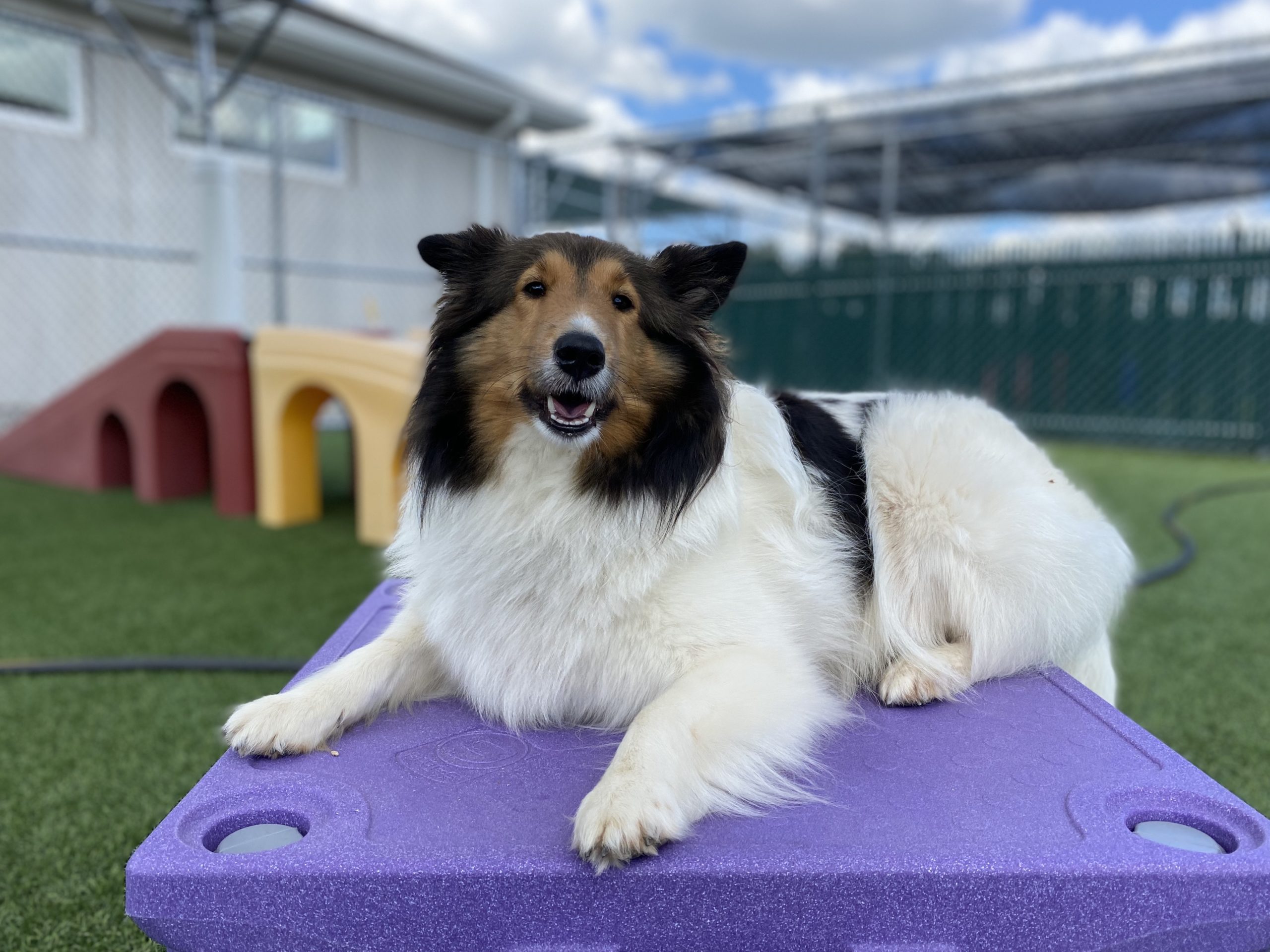 Dog Enrichment Services For A Happier, Smarter Pup