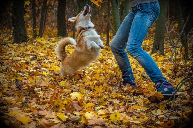 Fall Fun for You and Your Dog! | Holiday Barn Pet Resorts