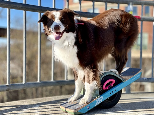 Activities for You and Your Dog | Holiday Barn