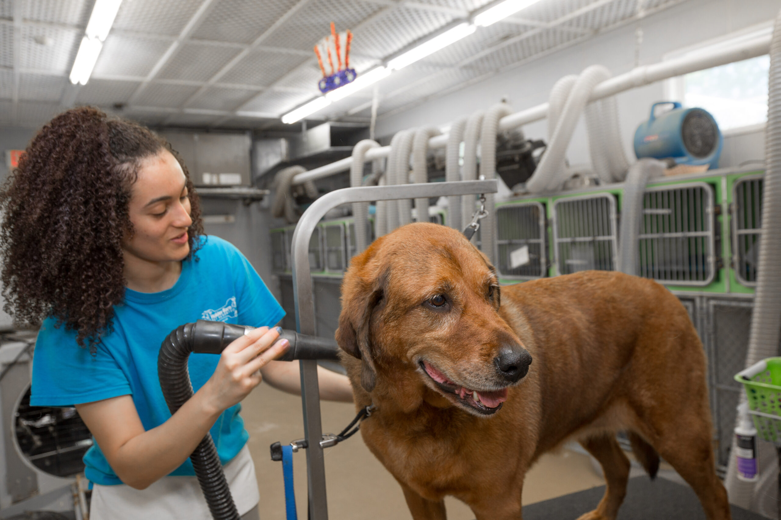 How to Gain Experience Working with Pets | Holiday Barn Pet Resorts
