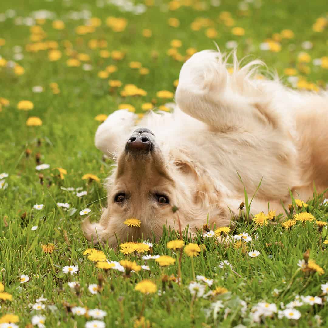 Spring into Richmond Events with Your Dog | Holiday Barn Pet Resorts