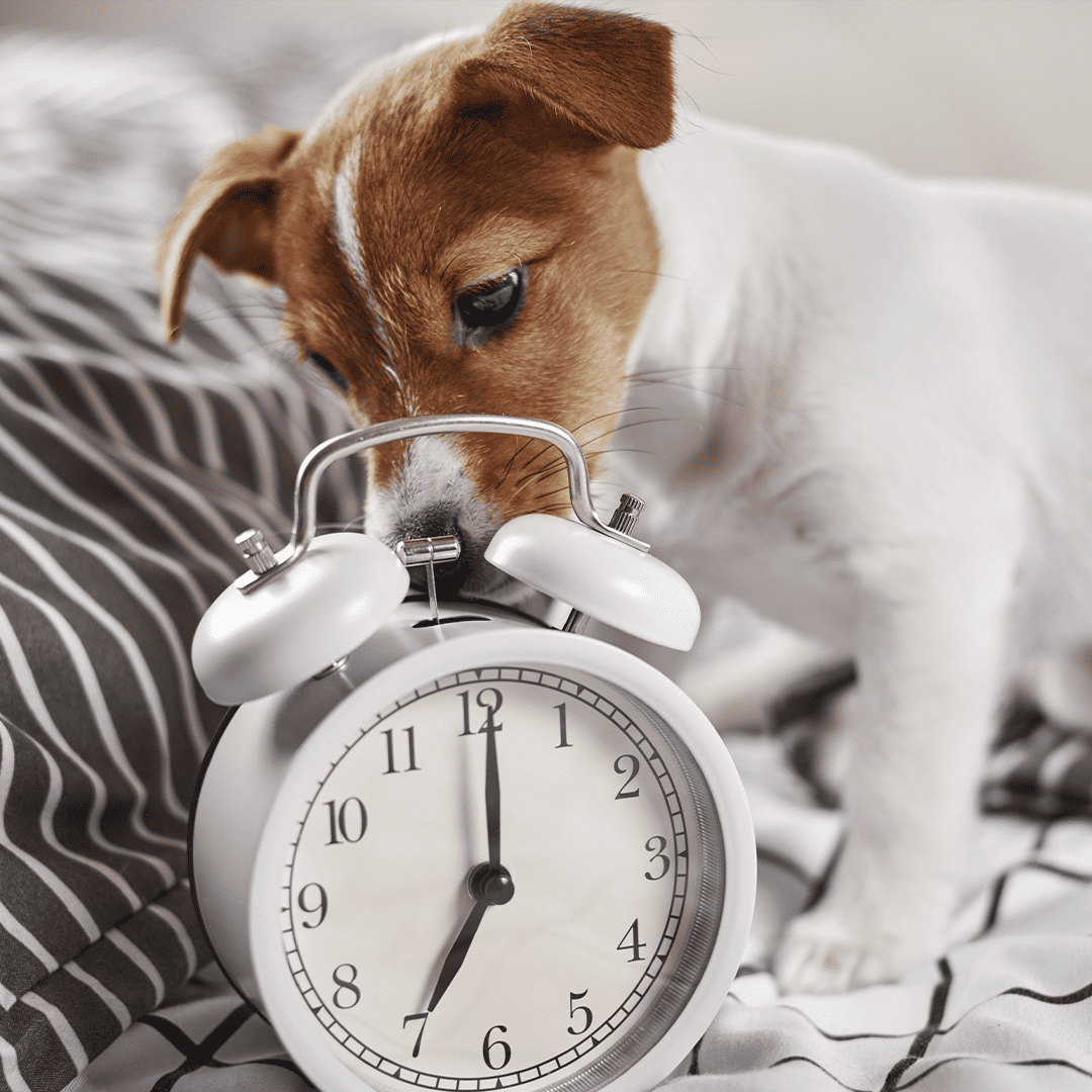 How Time Changes Like Daylight Savings Can Affect Our Pets | Holiday ...