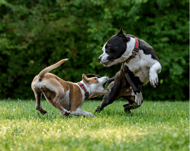Dog Play Behavior: Understanding Your Dog’s Body Language During ...